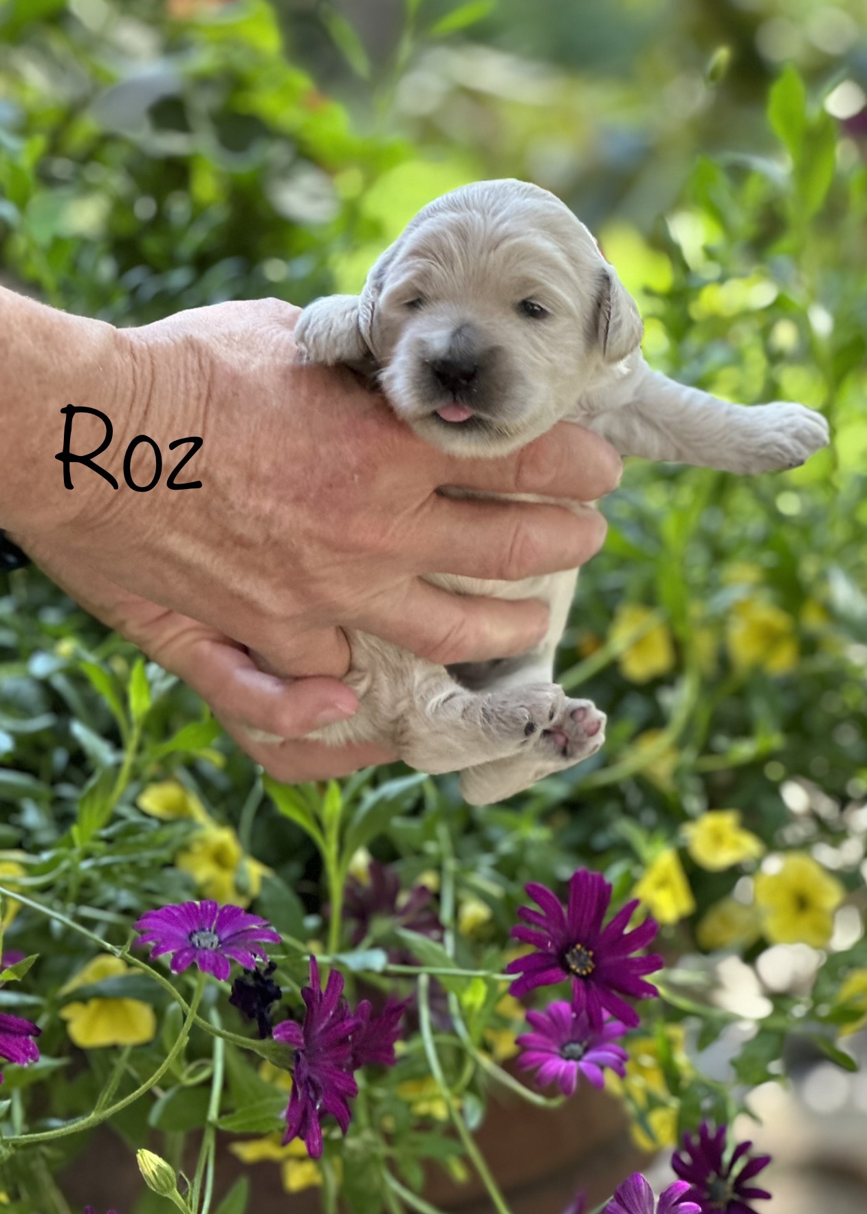 Labradoodle Puppies Available - Lake City Labradoodles