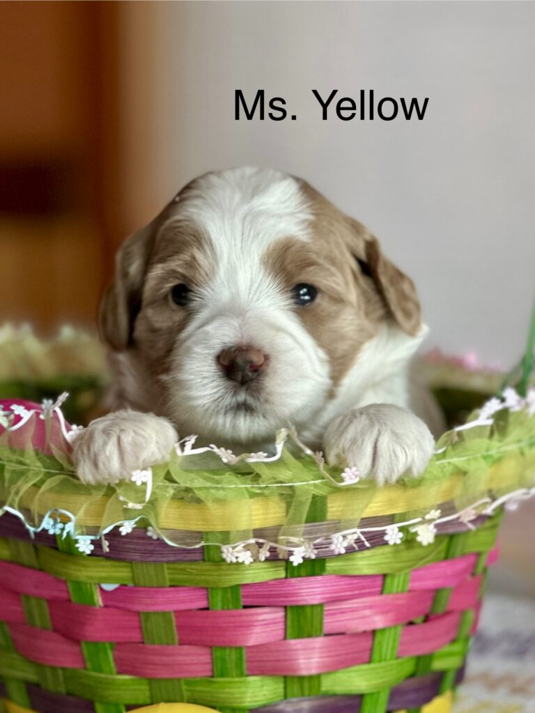 Upcoming Litters - Lake City Labradoodles