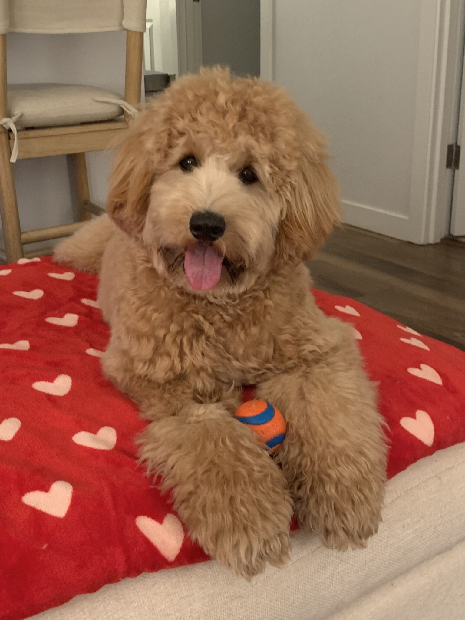 Upcoming Litters - Lake City Labradoodles